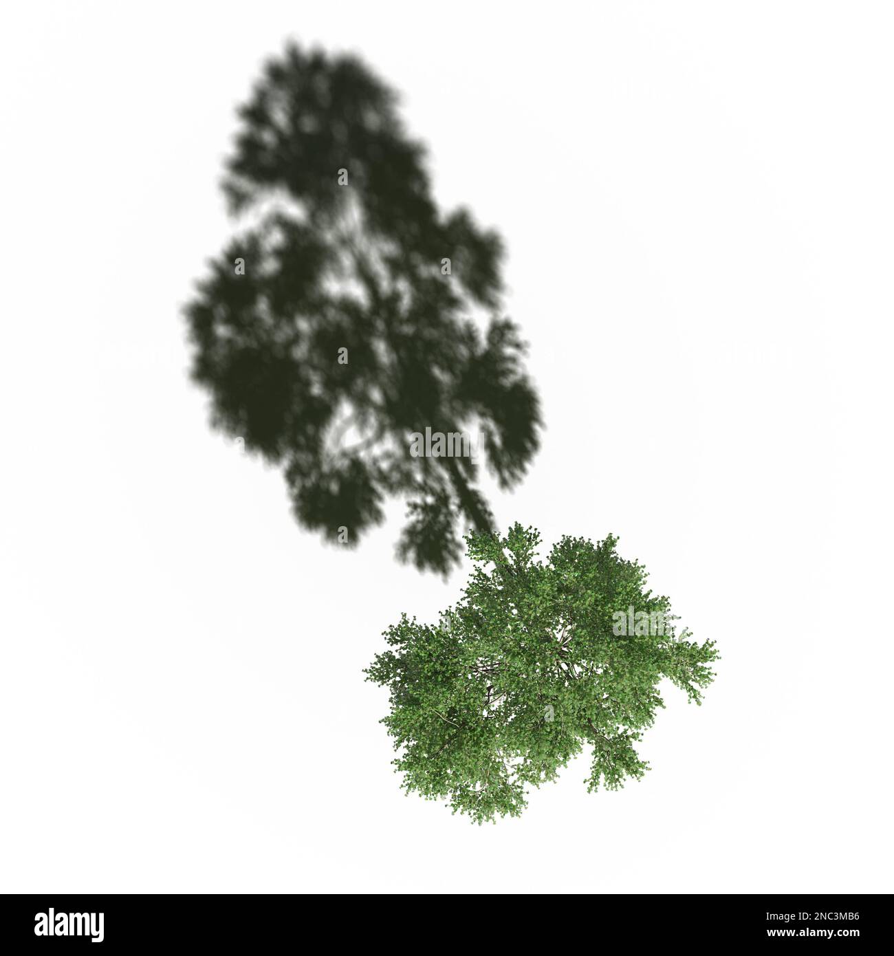 tree with a shadow under it, top view, isolated on white background, 3D ...