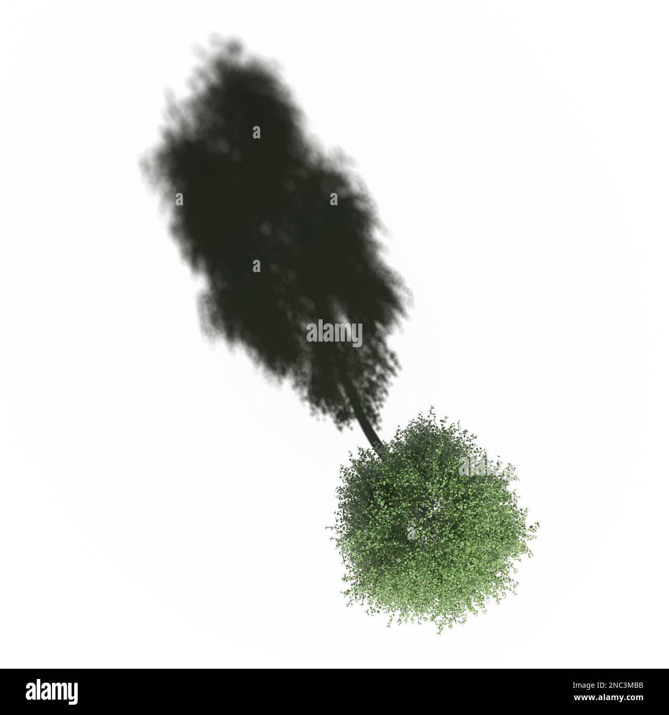tree with a shadow under it, top view, isolated on white background, 3D ...