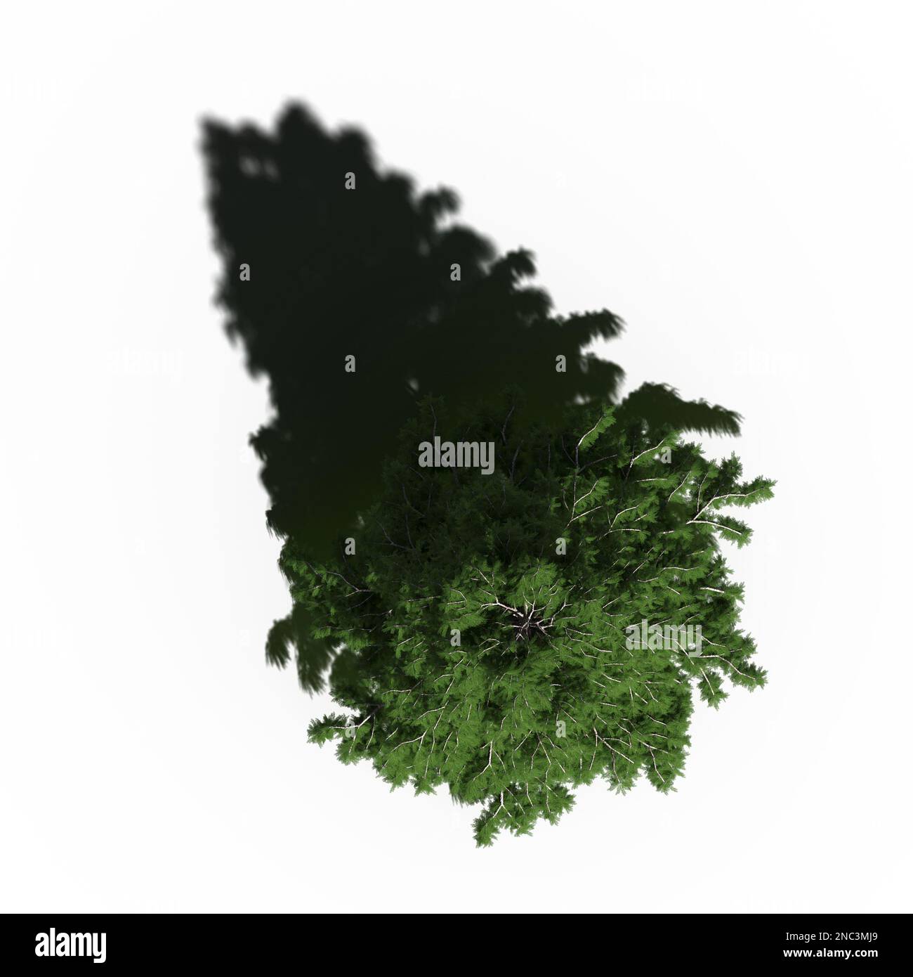 tree with a shadow under it, top view, isolated on white background, 3D ...