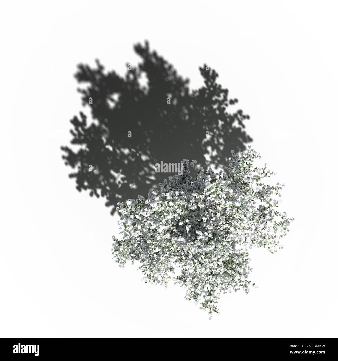 tree with a shadow under it, top view, isolated on white background, 3D ...