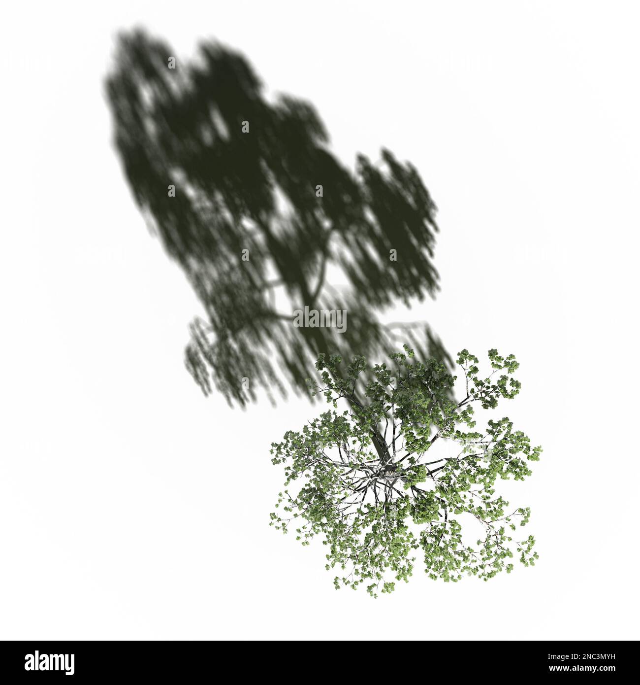 tree with a shadow under it, top view, isolated on white background, 3D ...