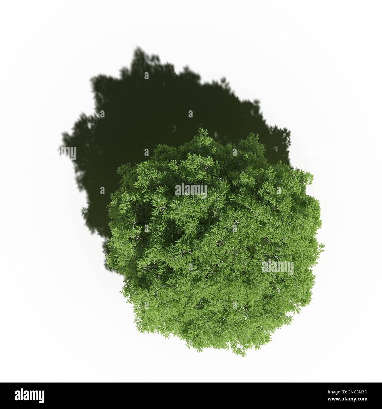 tree with a shadow under it, top view, isolated on white background, 3D ...