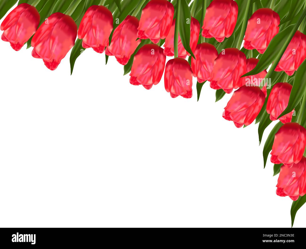 Pink tulips on white background. Vector illustration Stock Vector Image ...