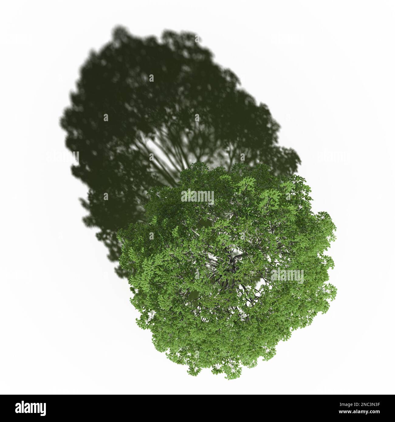 tree with a shadow under it, top view, isolated on white background, 3D ...