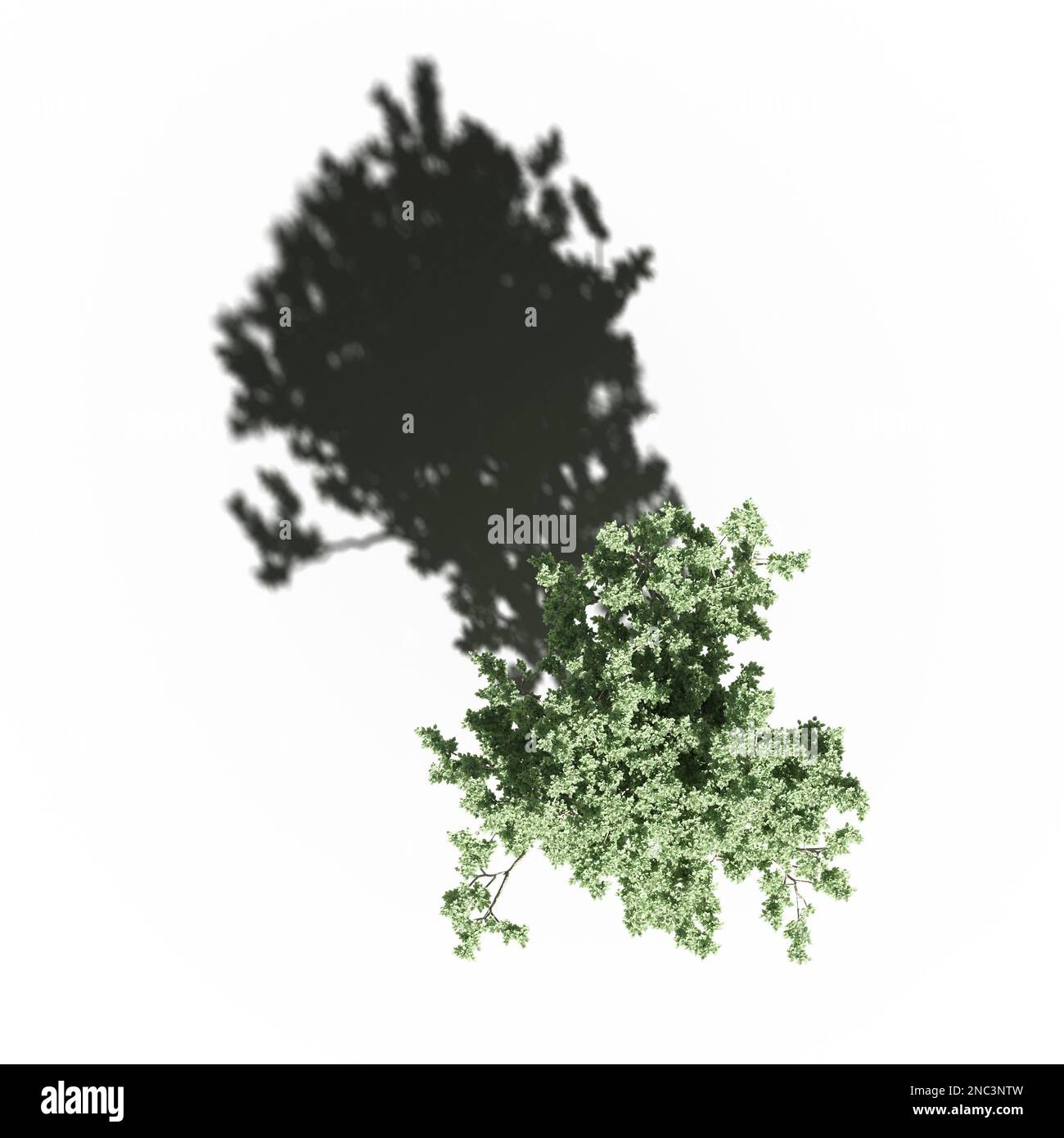 tree with a shadow under it, top view, isolated on white background, 3D ...