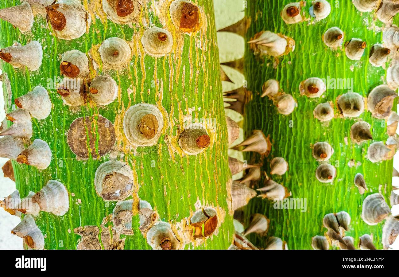 Young green beautiful Kapok tree Ceiba tree with spikes in tropical ...