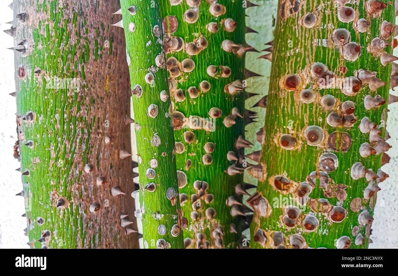 Young green beautiful Kapok tree Ceiba tree with spikes in tropical ...
