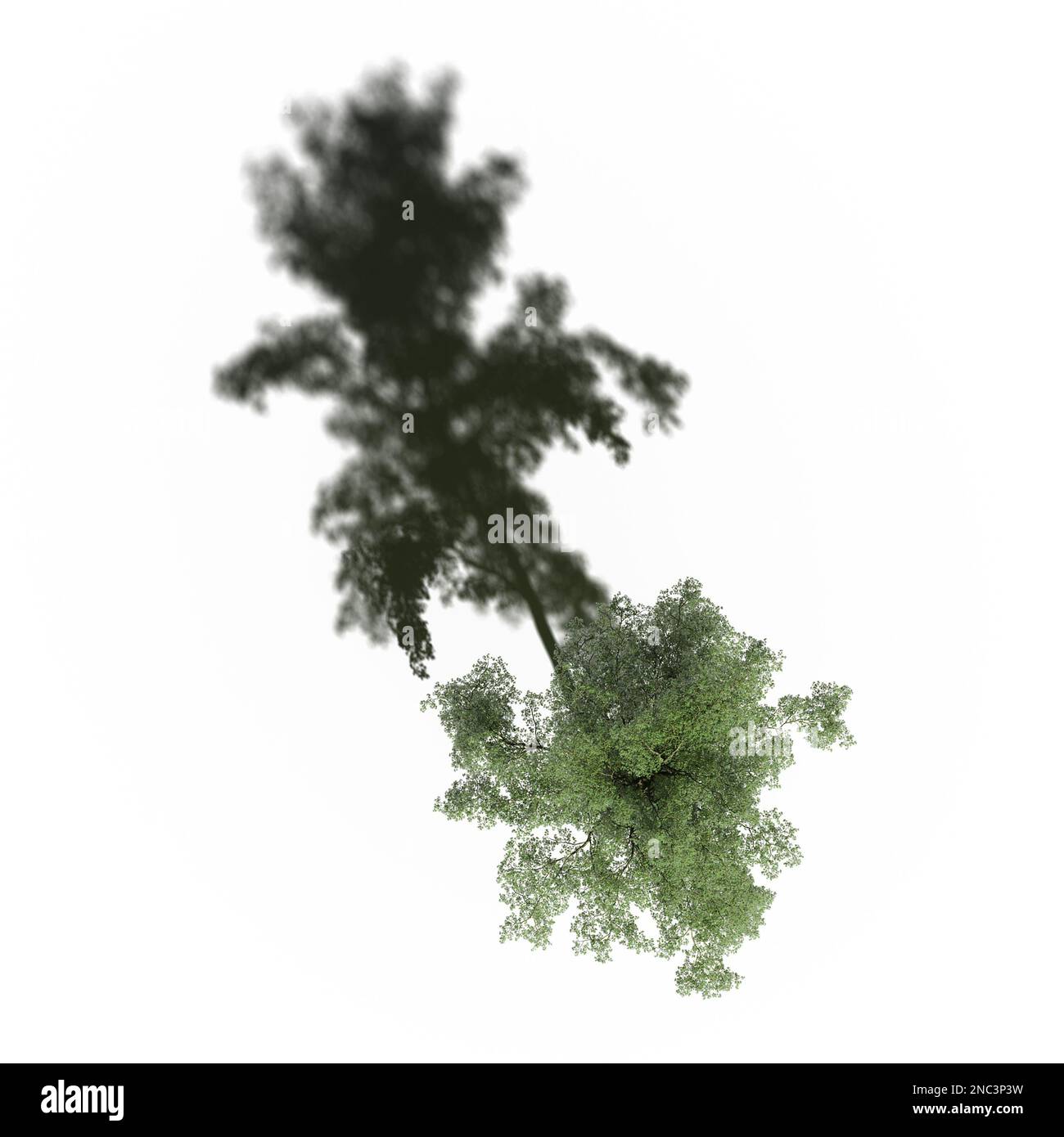 tree with a shadow under it, top view, isolated on white background, 3D ...