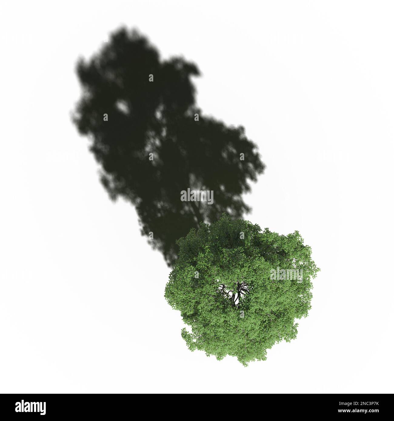 tree with a shadow under it, top view, isolated on white background, 3D ...