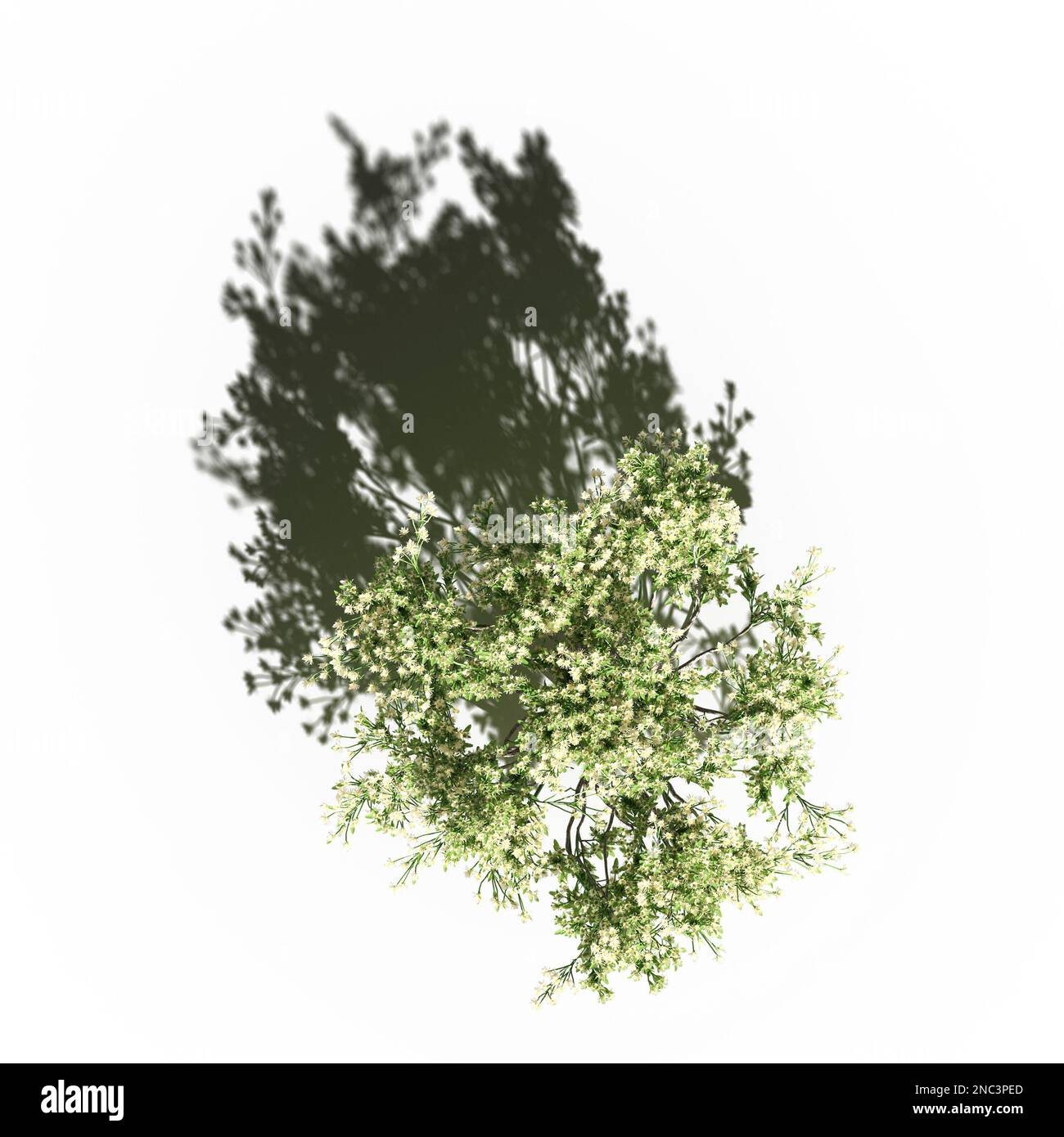 tree with a shadow under it, top view, isolated on white background, 3D ...
