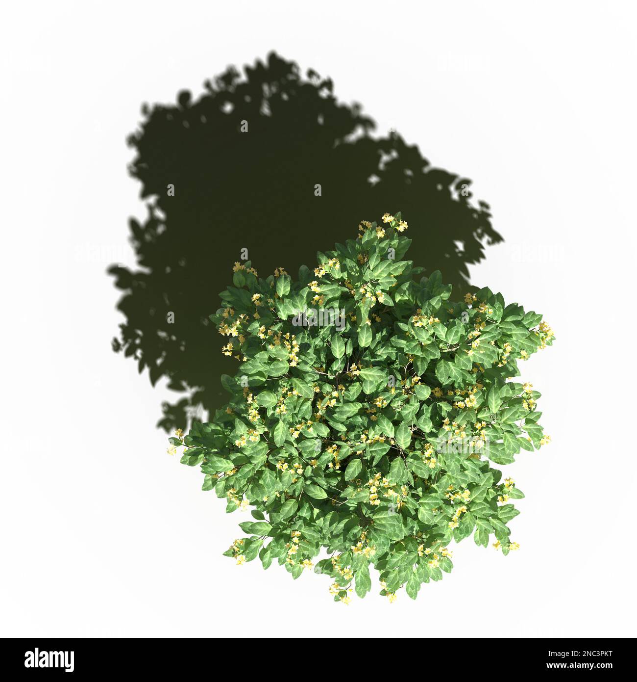 tree with a shadow under it, top view, isolated on white background, 3D ...