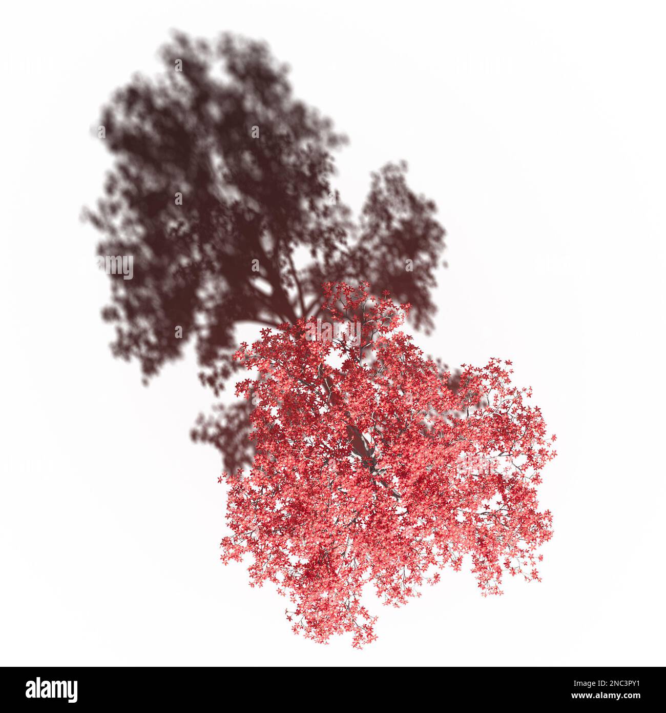 tree with a shadow under it, top view, isolated on white background, 3D ...
