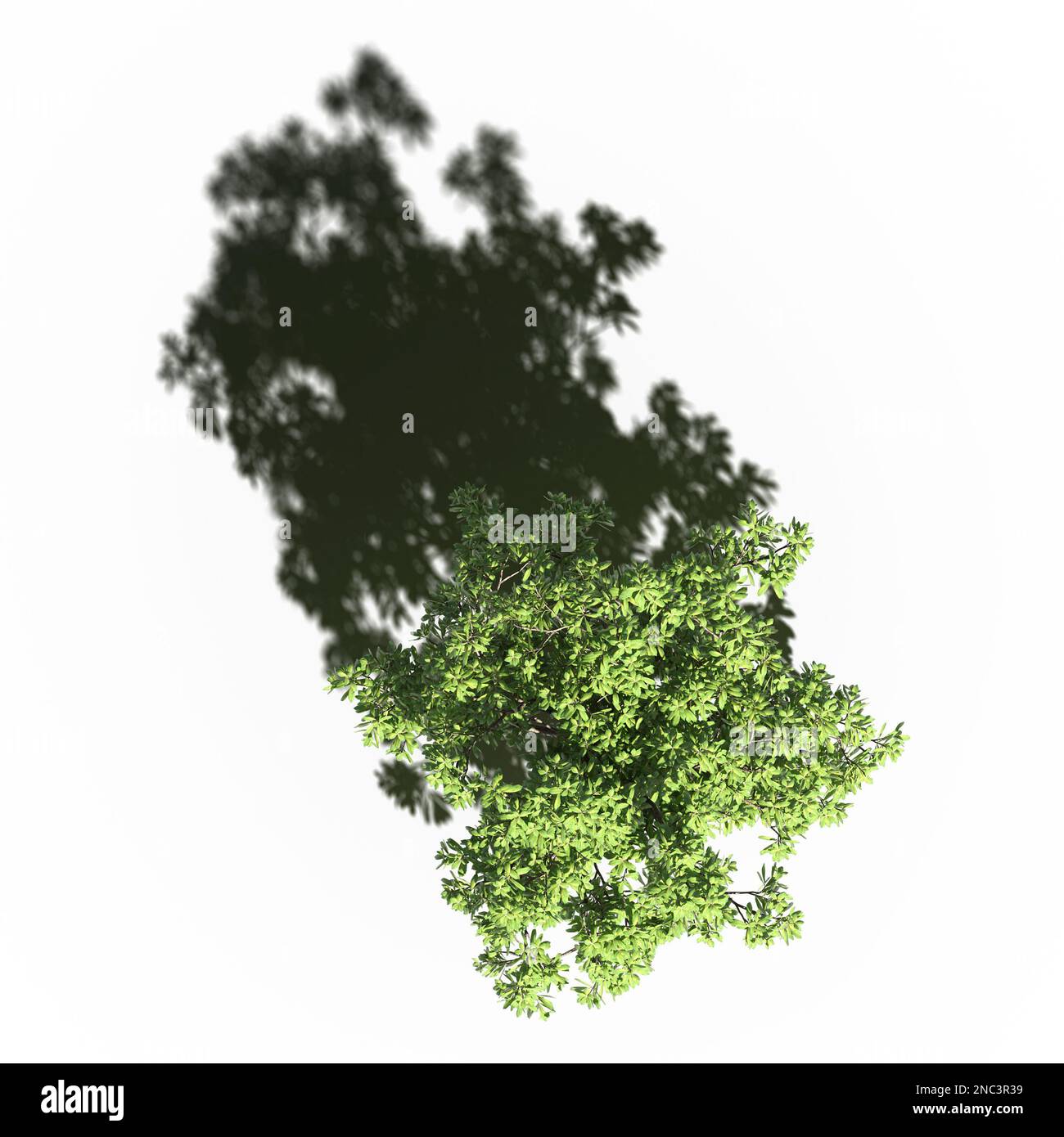 tree with a shadow under it, top view, isolated on white background, 3D ...