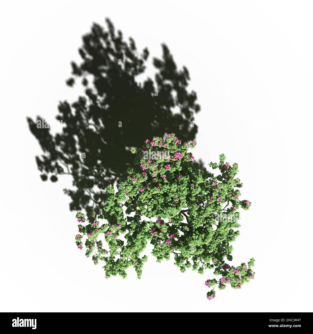 tree with a shadow under it, top view, isolated on white background, 3D ...