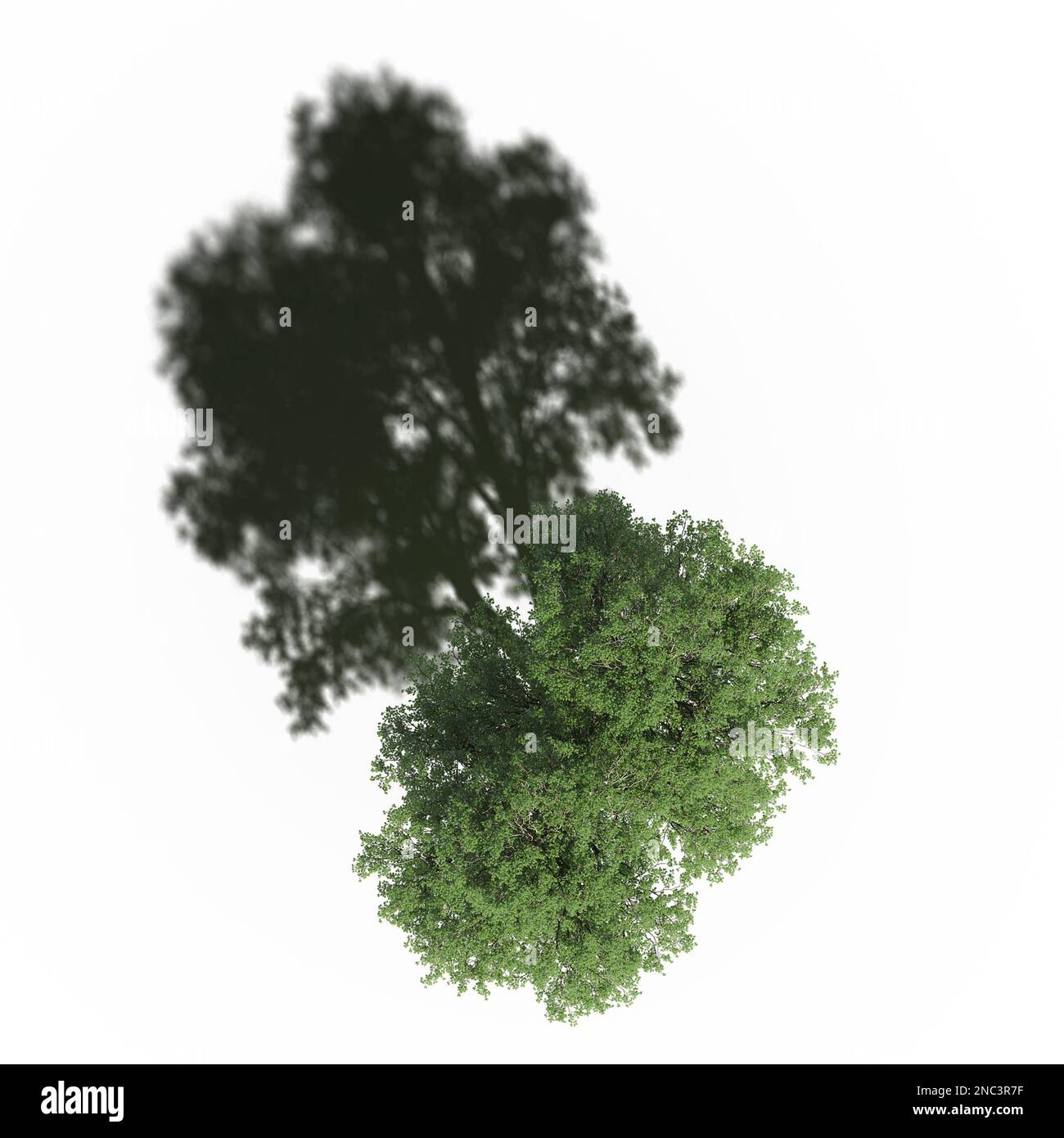 tree with a shadow under it, top view, isolated on white background, 3D ...