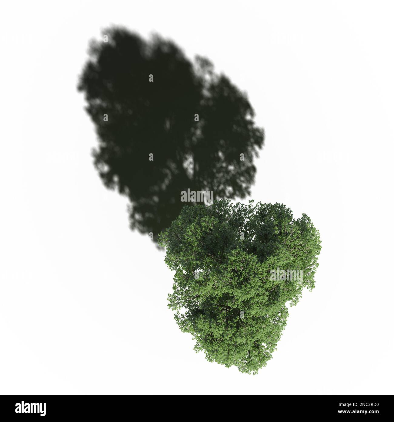 tree with a shadow under it, top view, isolated on white background, 3D ...