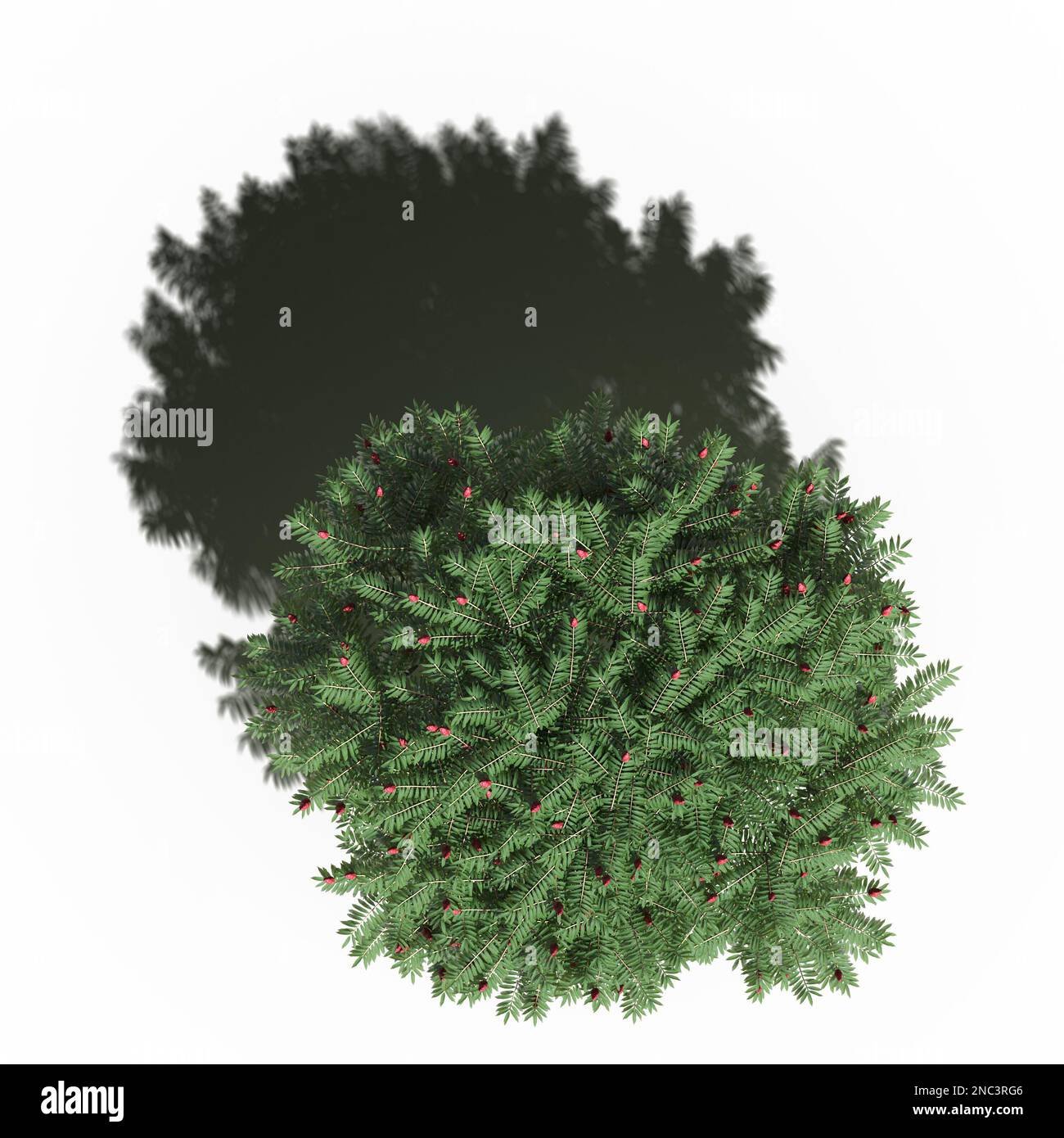 tree with a shadow under it, top view, isolated on white background, 3D ...