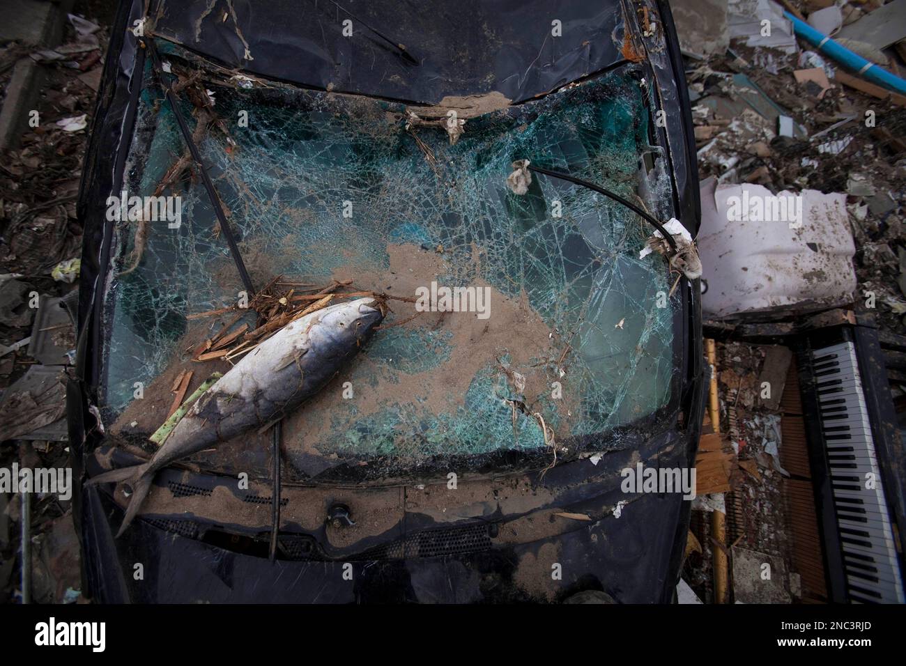 A fish lies on top of a destroyed car in the earthquake and tsunami ...