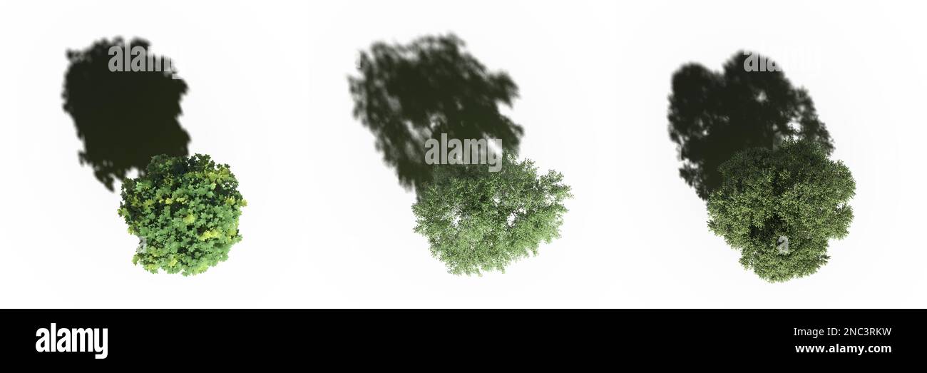 tree with a shadow under it, top view, isolated on white background, 3D ...
