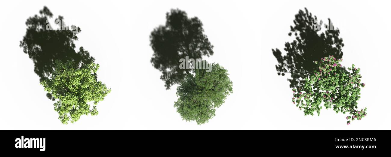 tree with a shadow under it, top view, isolated on white background, 3D ...