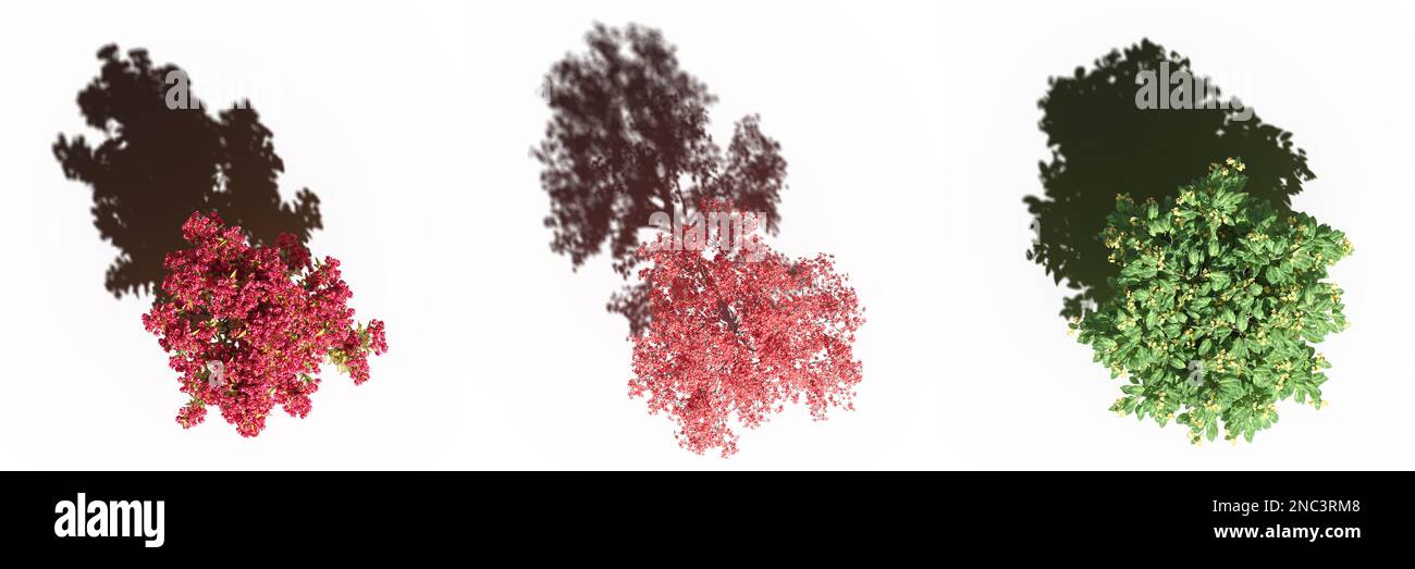 tree with a shadow under it, top view, isolated on white background, 3D ...
