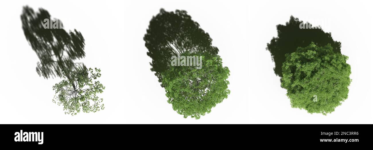 tree with a shadow under it, top view, isolated on white background, 3D ...