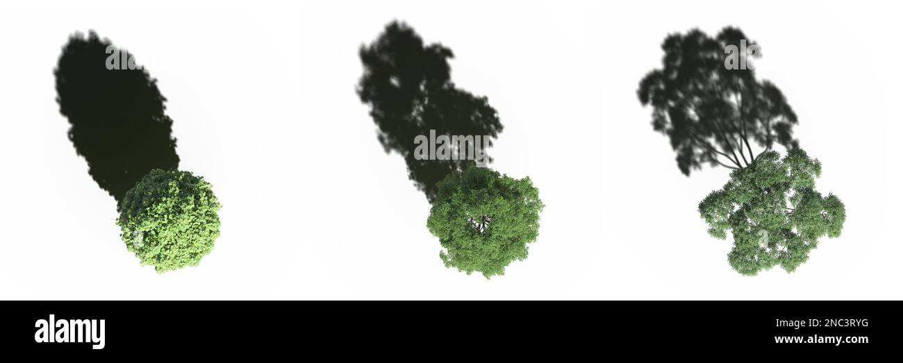 tree with a shadow under it, top view, isolated on white background, 3D ...