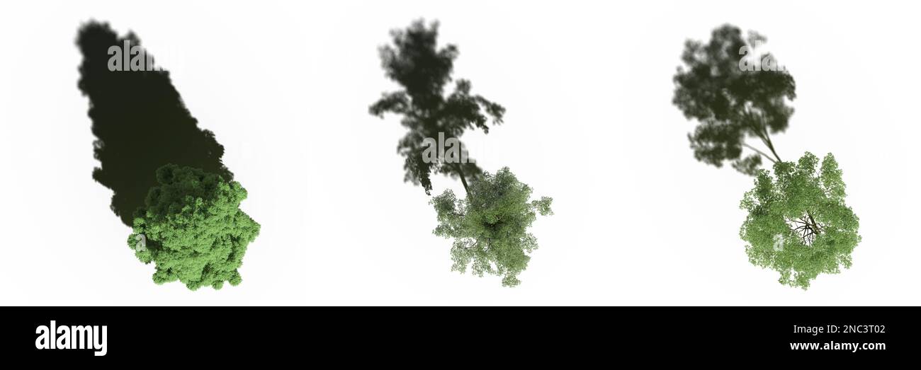 tree with a shadow under it, top view, isolated on white background, 3D ...