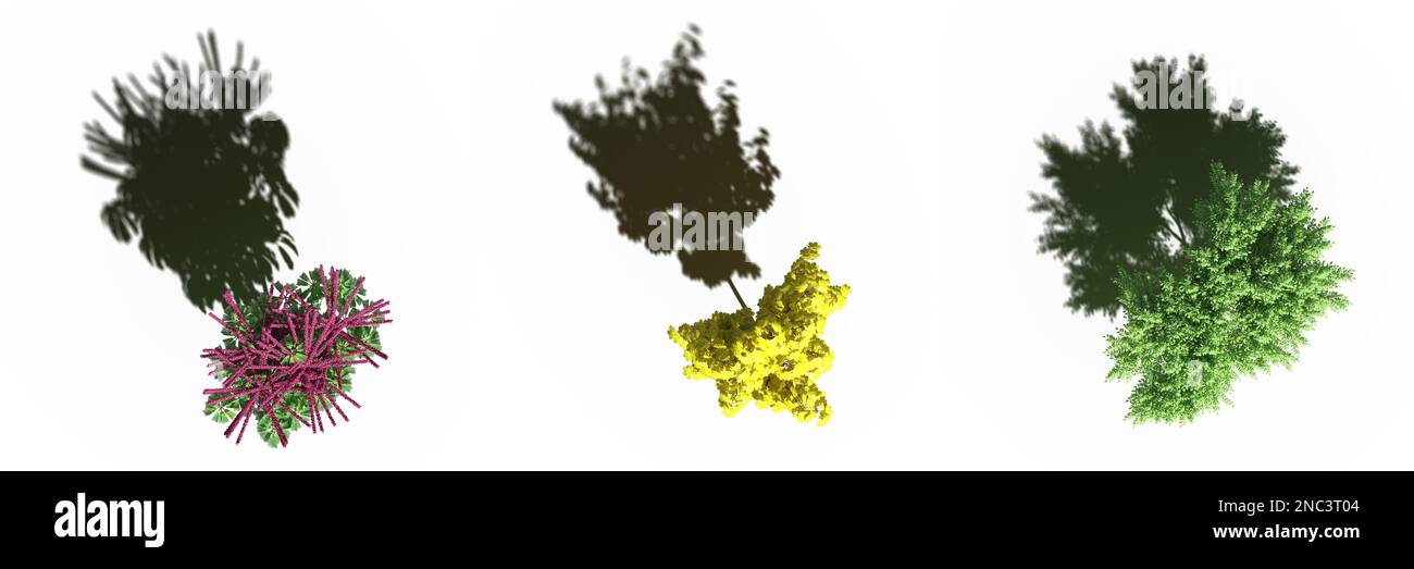 tree with a shadow under it, top view, isolated on white background, 3D ...