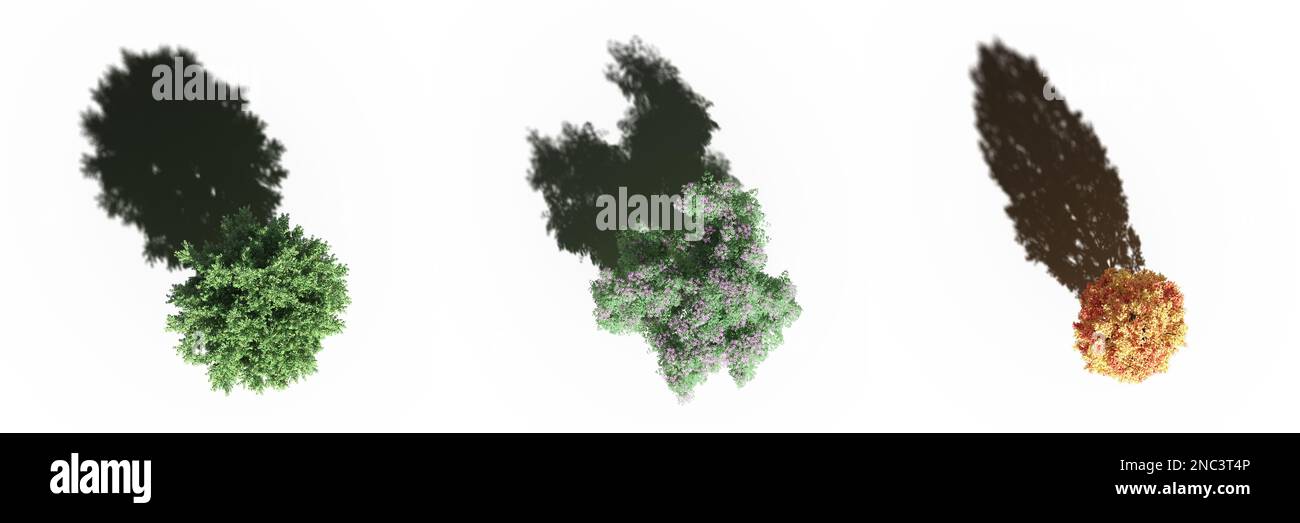 tree with a shadow under it, top view, isolated on white background, 3D ...