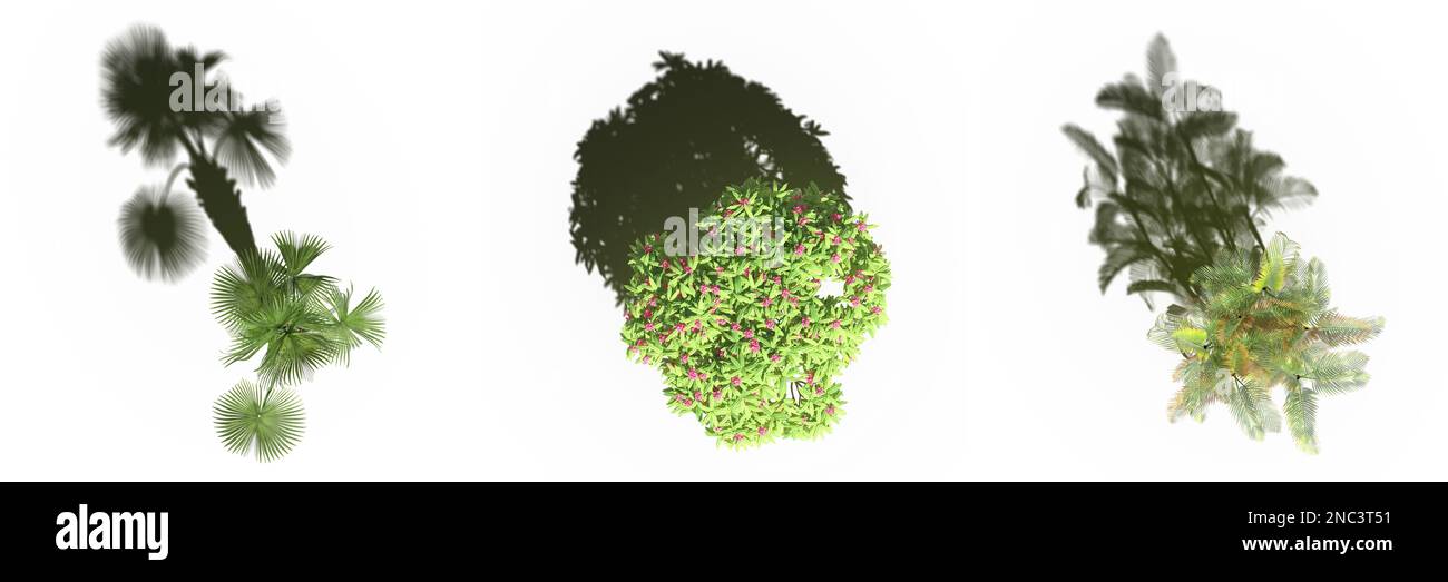 tree with a shadow under it, top view, isolated on white background, 3D ...