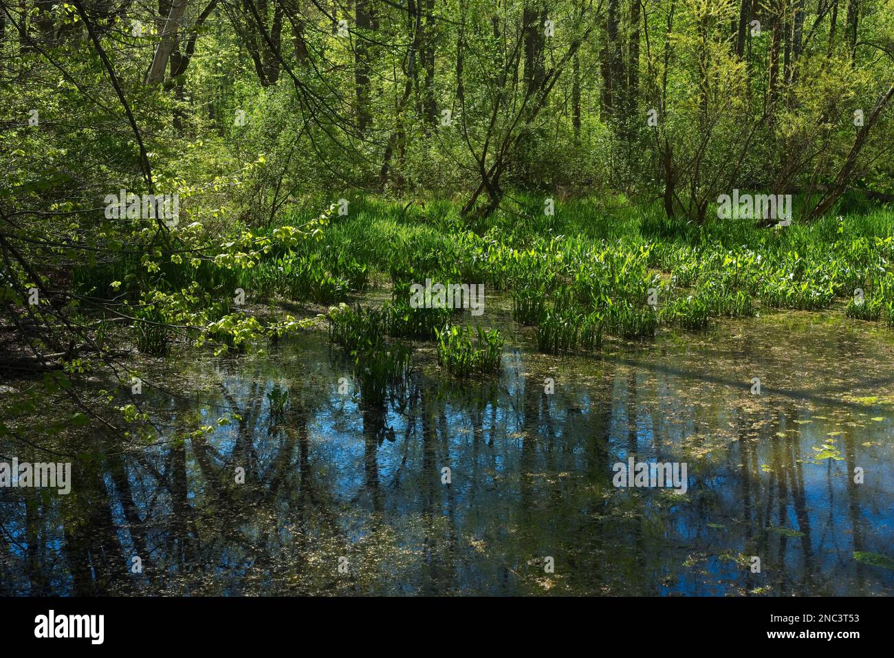 A small pond merging into wetland in an Ohio park in early spring Stock ...