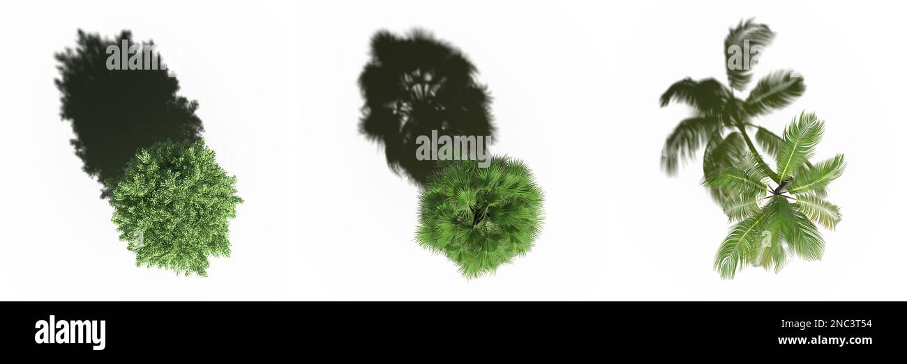tree with a shadow under it, top view, isolated on white background, 3D ...