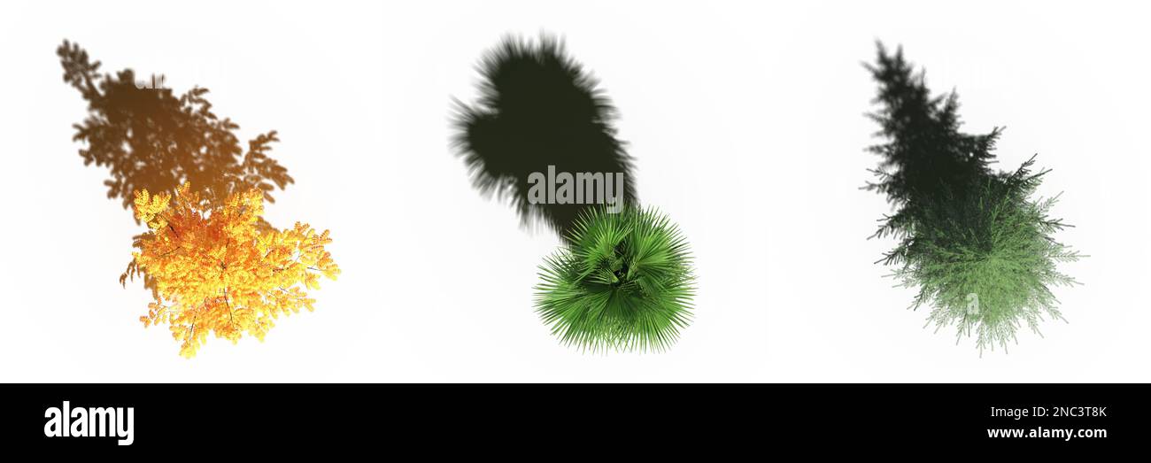 tree with a shadow under it, top view, isolated on white background, 3D ...