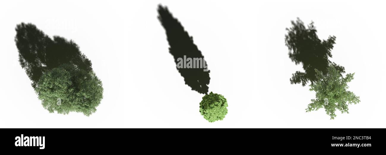 tree with a shadow under it, top view, isolated on white background, 3D ...