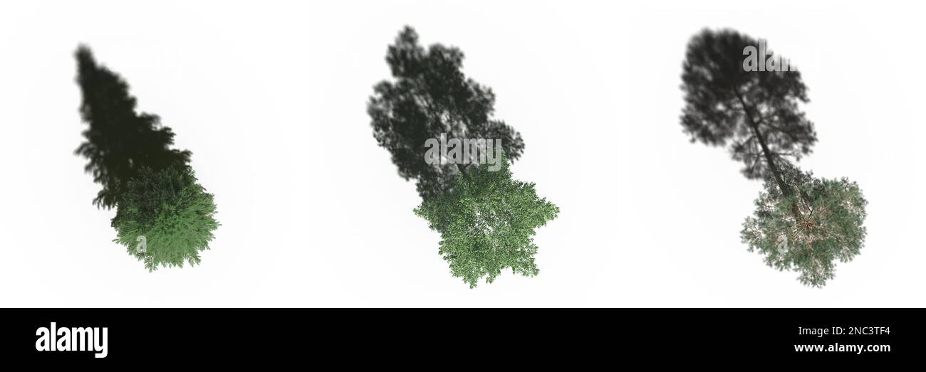 tree with a shadow under it, top view, isolated on white background, 3D ...