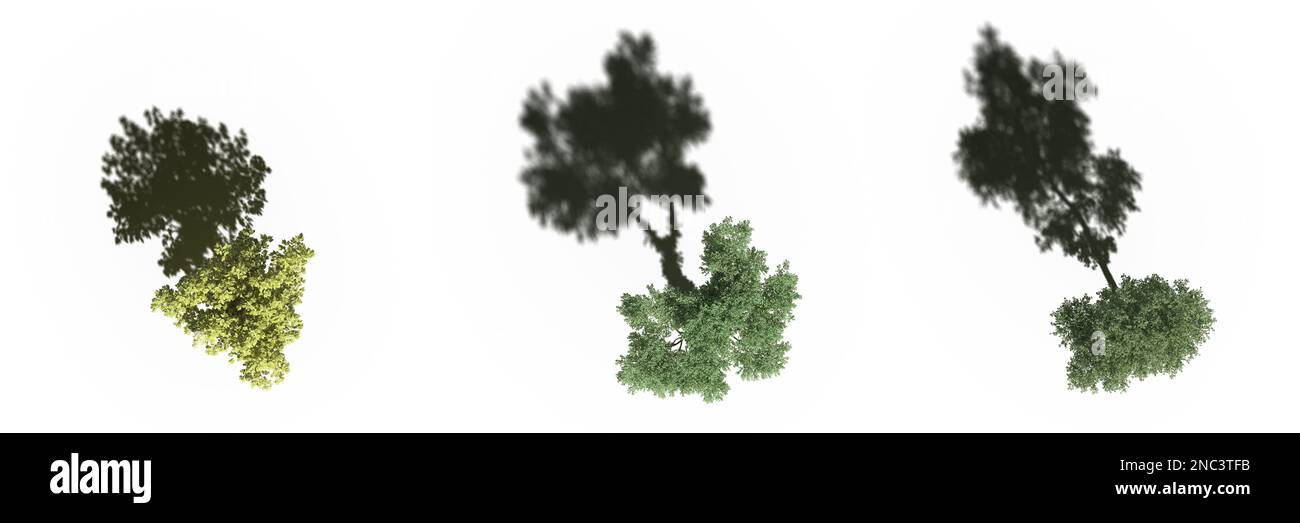 tree with a shadow under it, top view, isolated on white background, 3D ...