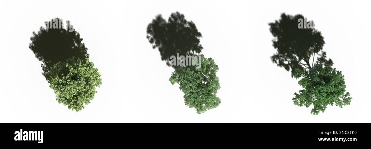 tree with a shadow under it, top view, isolated on white background, 3D ...