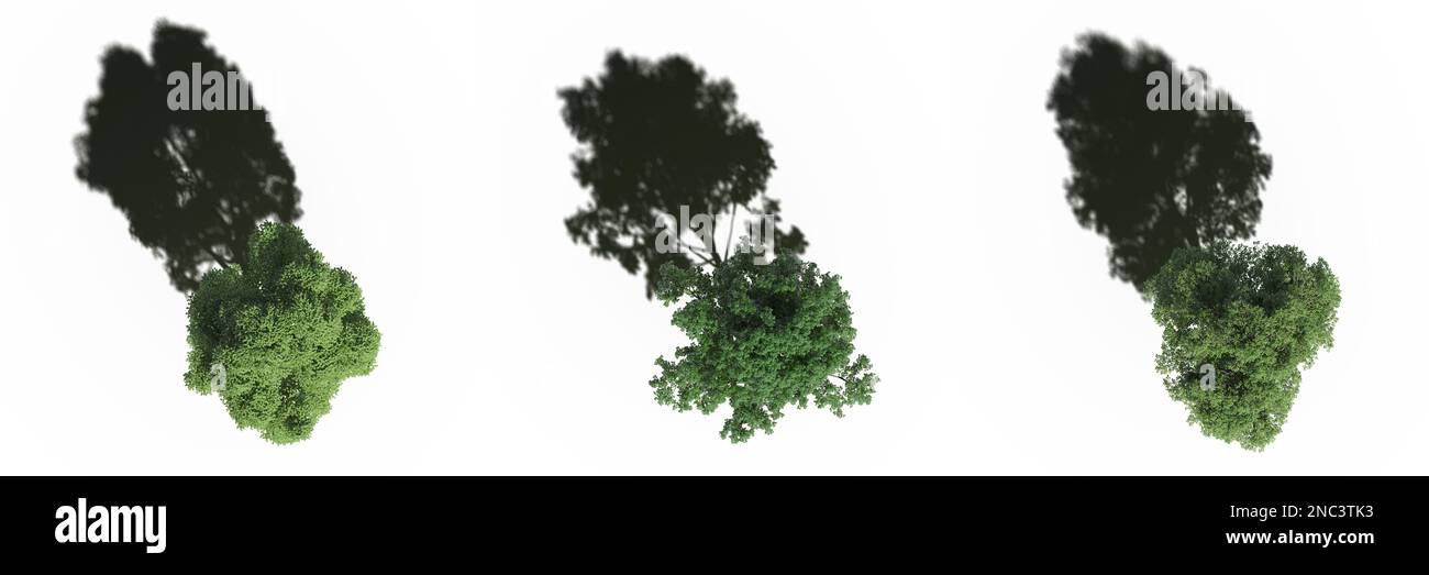 tree with a shadow under it, top view, isolated on white background, 3D ...