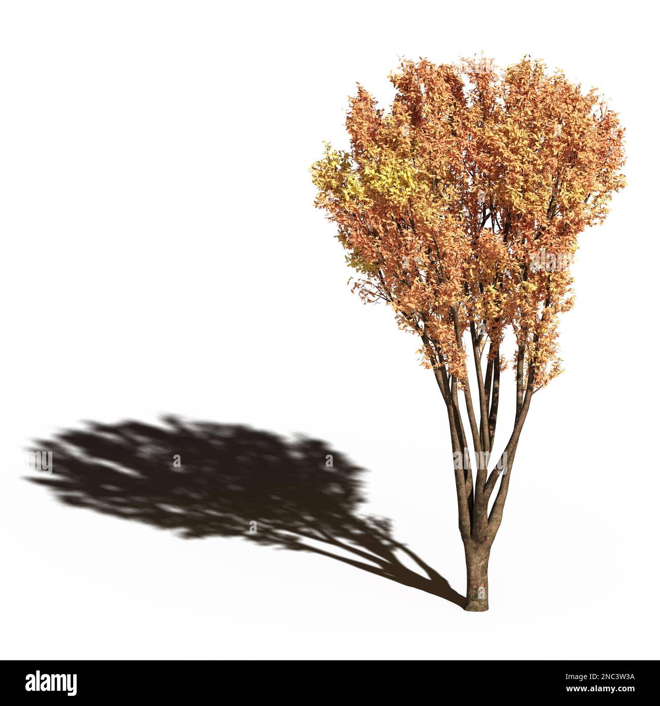 large tree with a shadow under it, isolated on white background, 3D ...