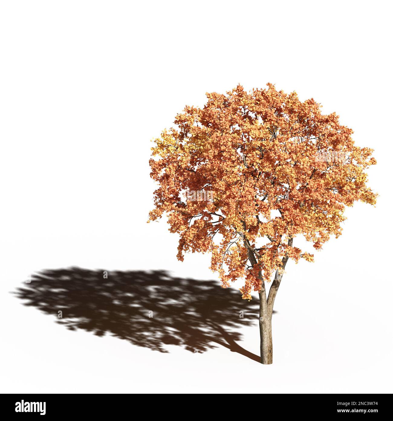 large tree with a shadow under it, isolated on white background, 3D ...