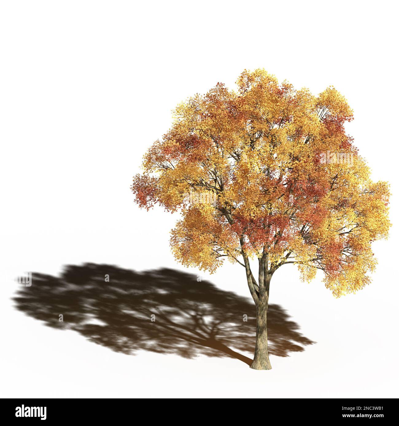 large tree with a shadow under it, isolated on white background, 3D ...