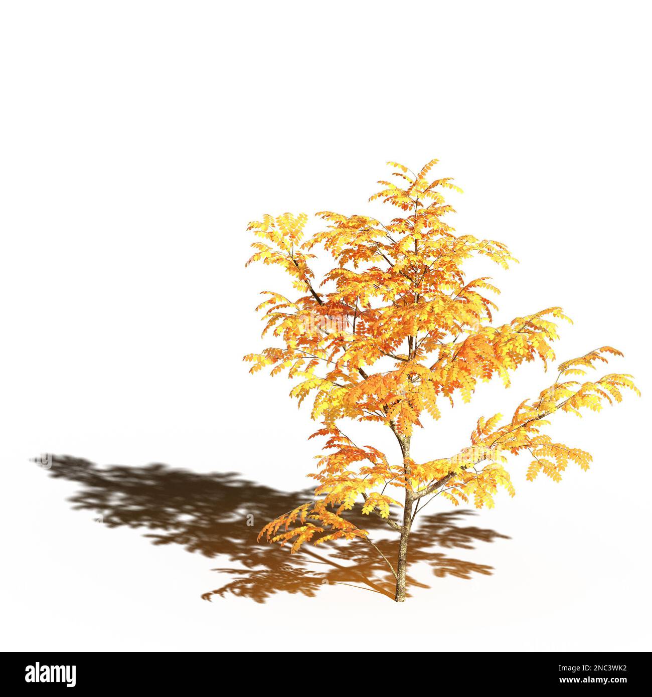 large tree with a shadow under it, isolated on white background, 3D ...