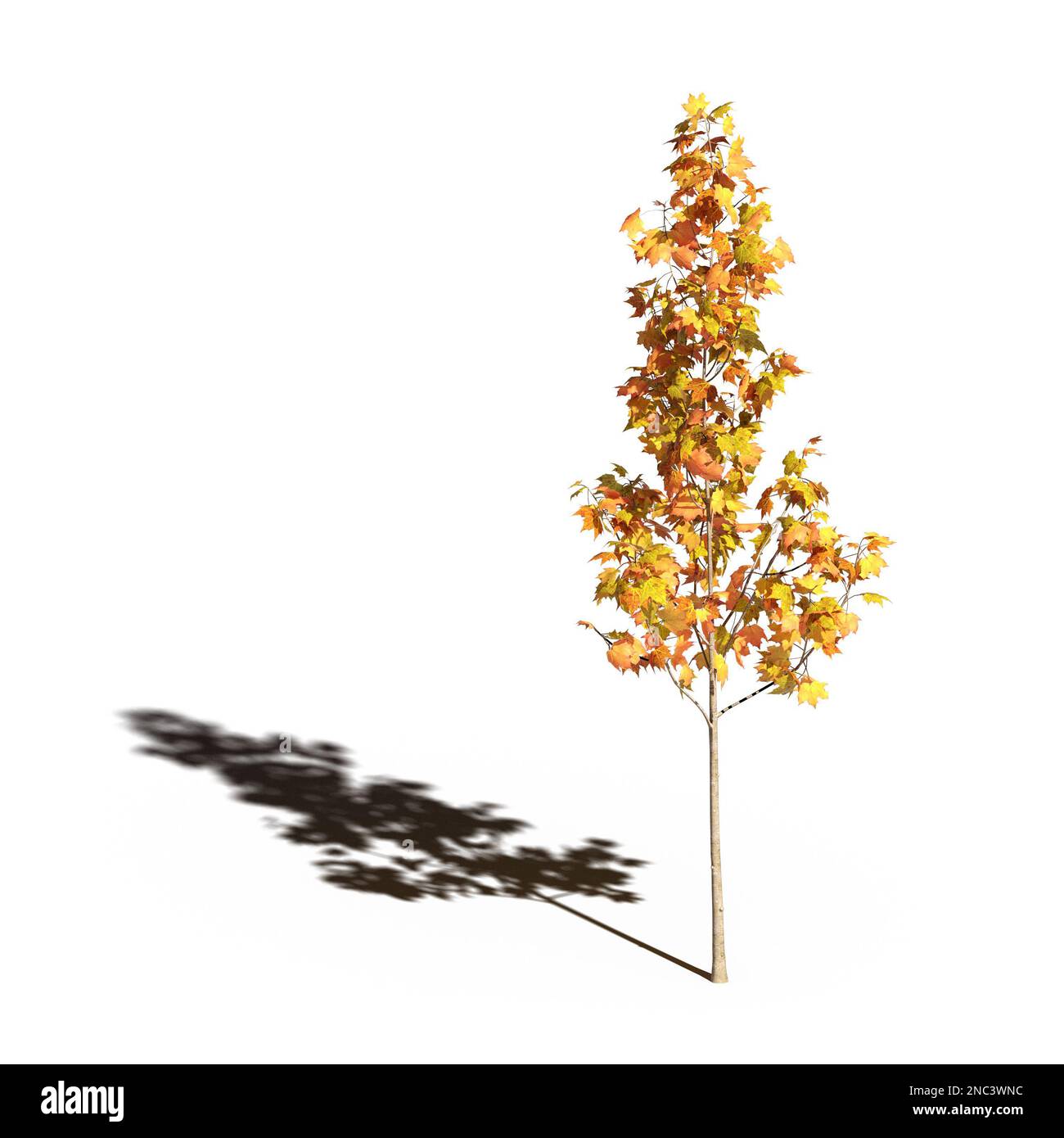 large tree with a shadow under it, isolated on white background, 3D ...
