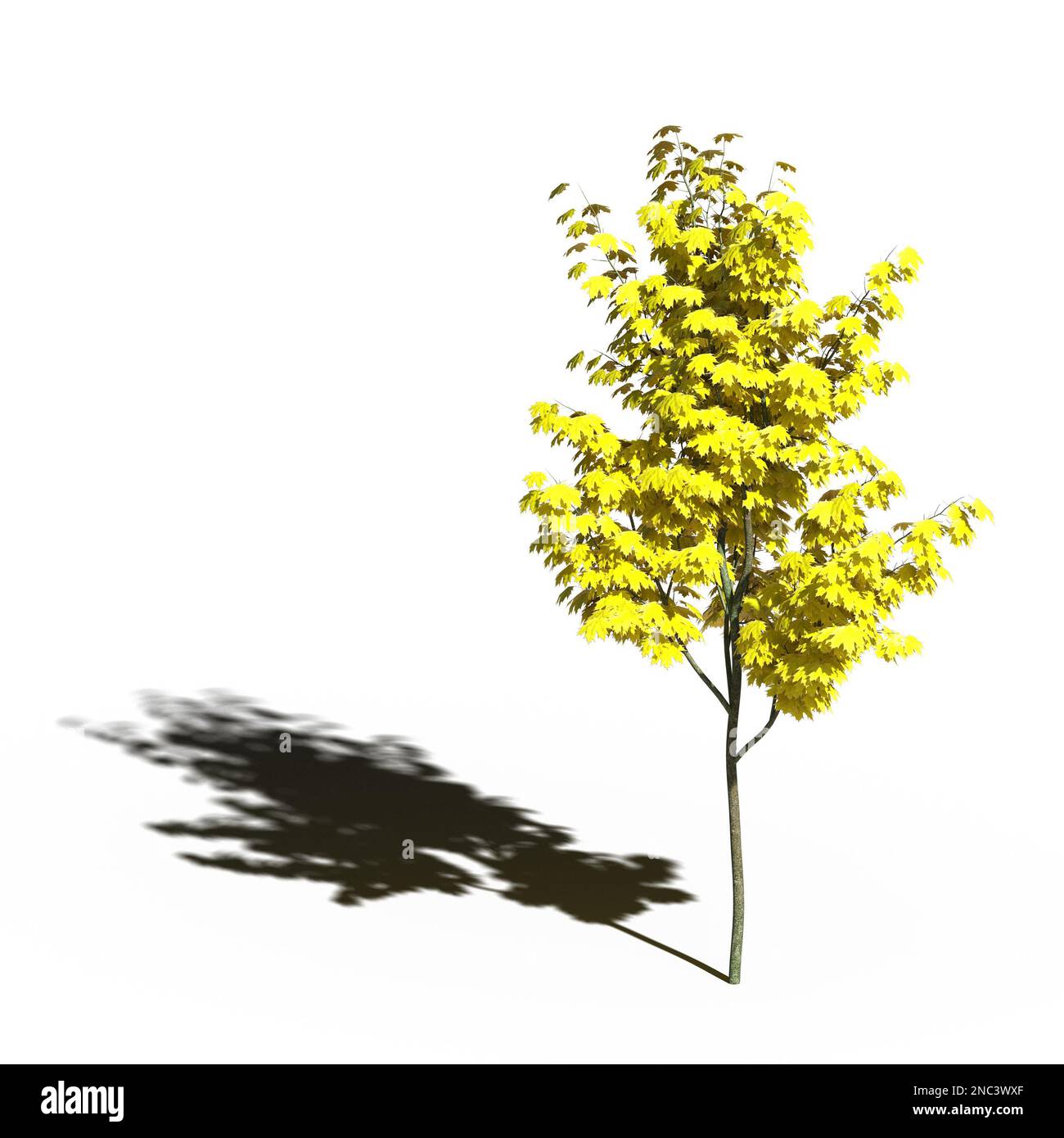 large tree with a shadow under it, isolated on white background, 3D ...