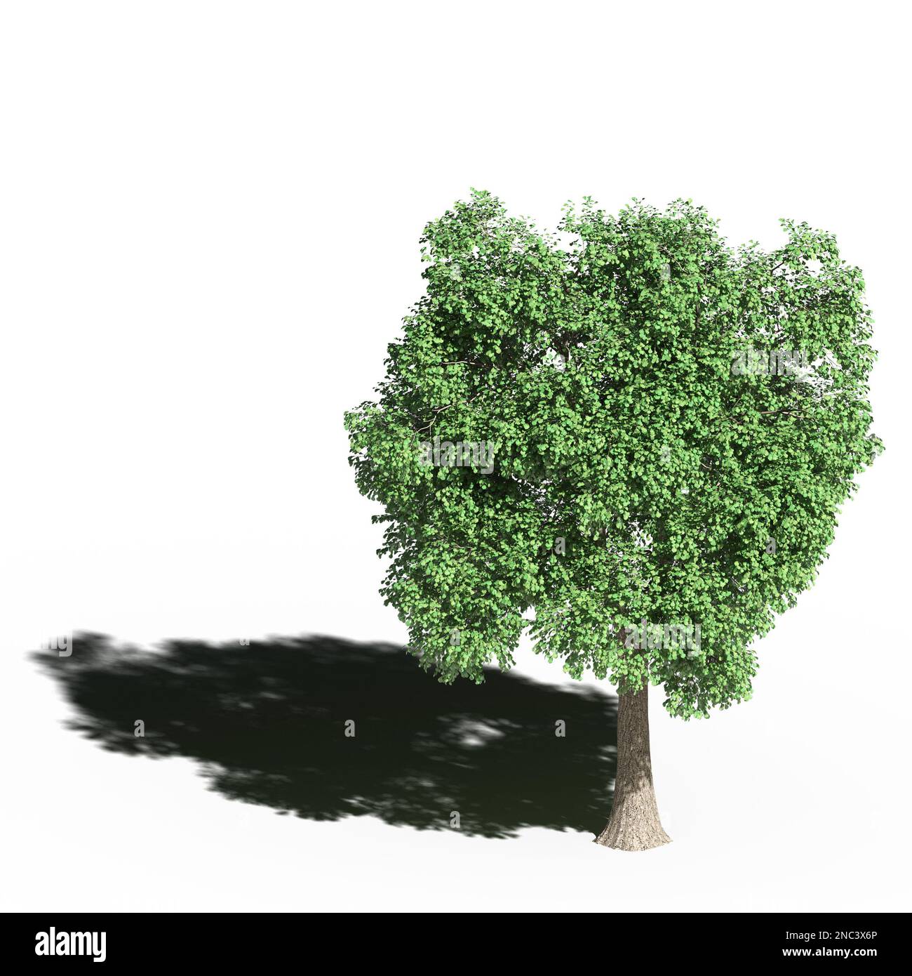large tree with a shadow under it, isolated on white background, 3D ...