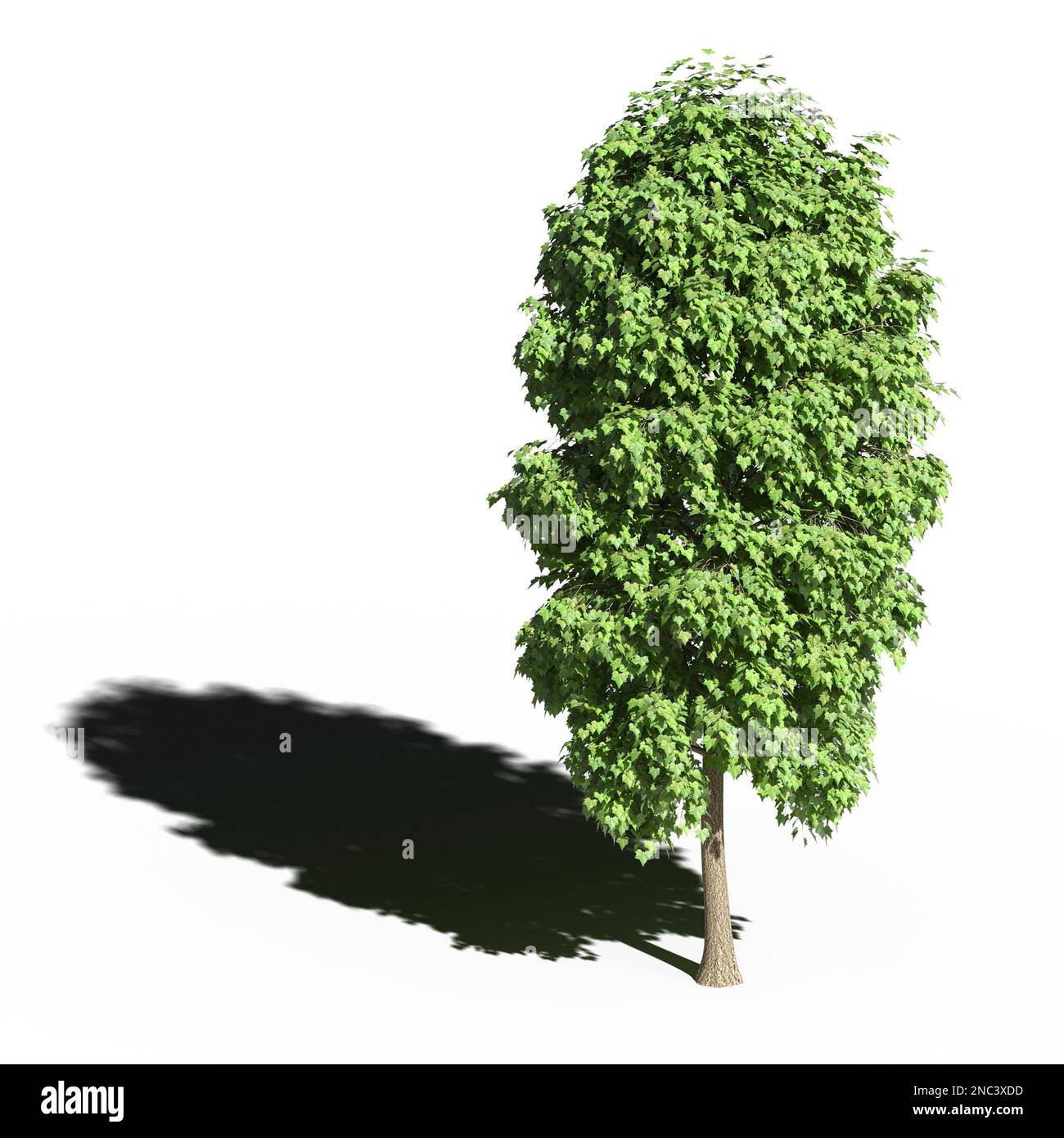 large tree with a shadow under it, isolated on white background, 3D ...