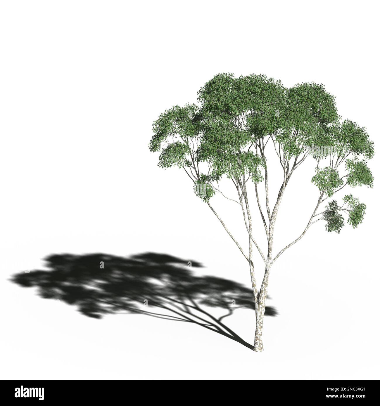 large tree with a shadow under it, isolated on white background, 3D ...