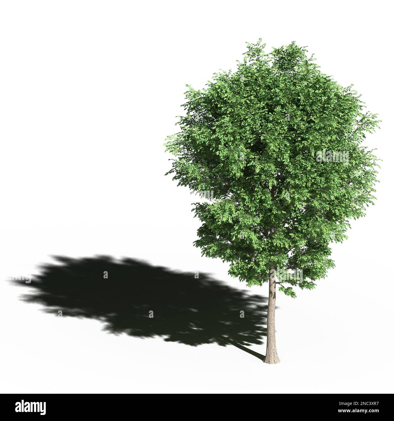 large tree with a shadow under it, isolated on white background, 3D ...