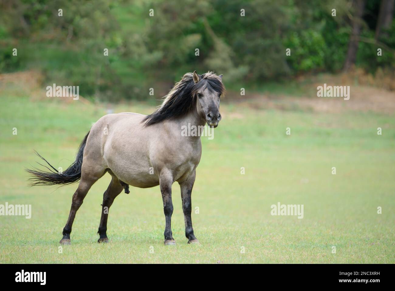 Schimmel pferd hi-res stock photography and images - Alamy